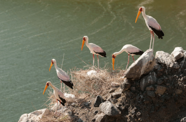 Lake Turkana Kenya | Jade Sea Northern Wilderness Safari